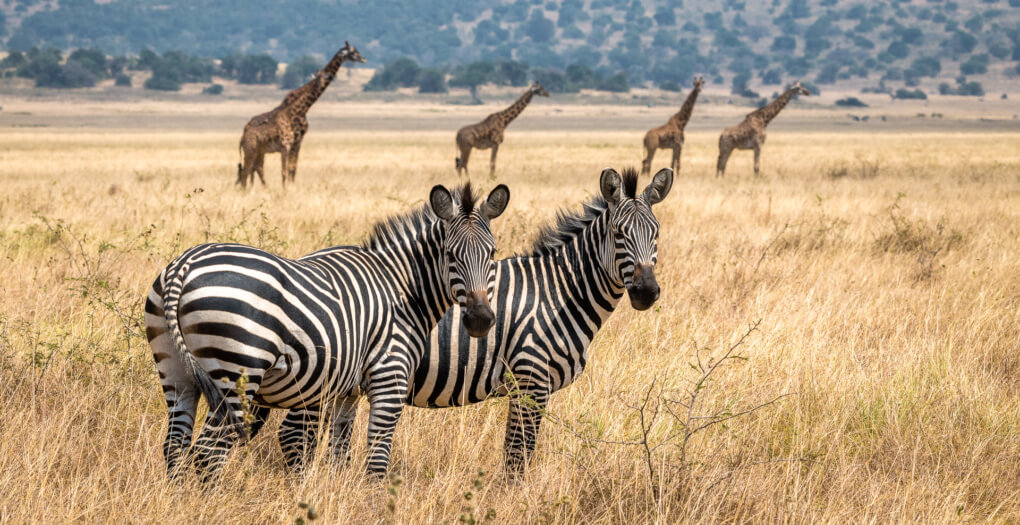 Rwanda Akagera National Park experience - Kwafrika Travel